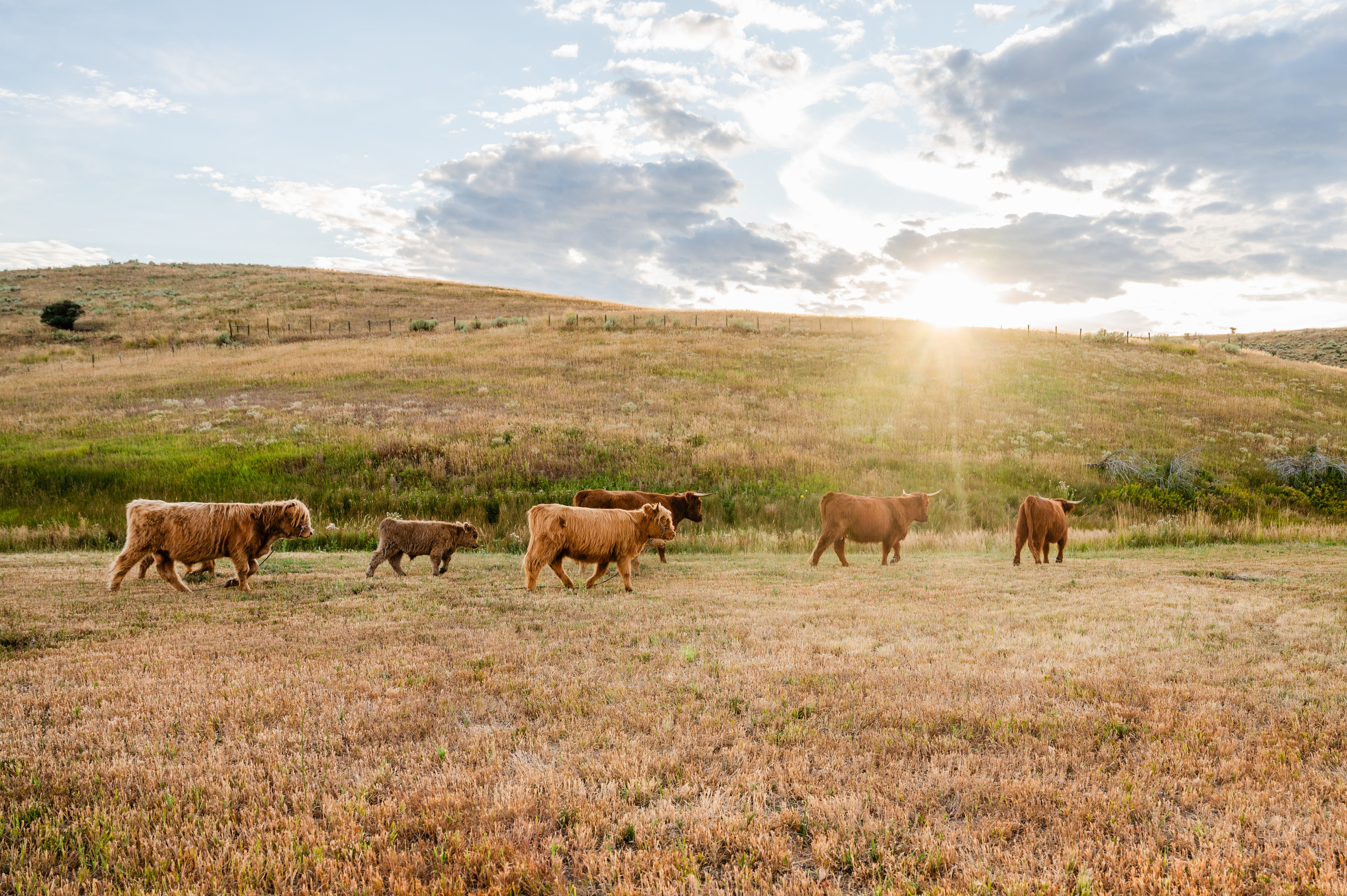 Collections – Random Road Ranch